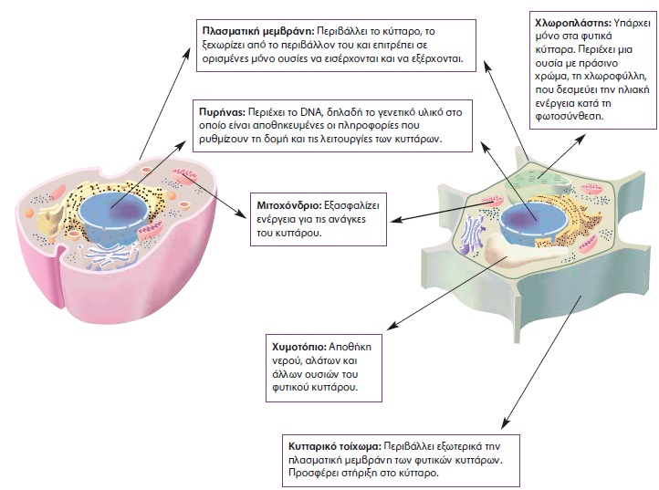 1.2 Κύτταρο: η μονάδα της ζωής