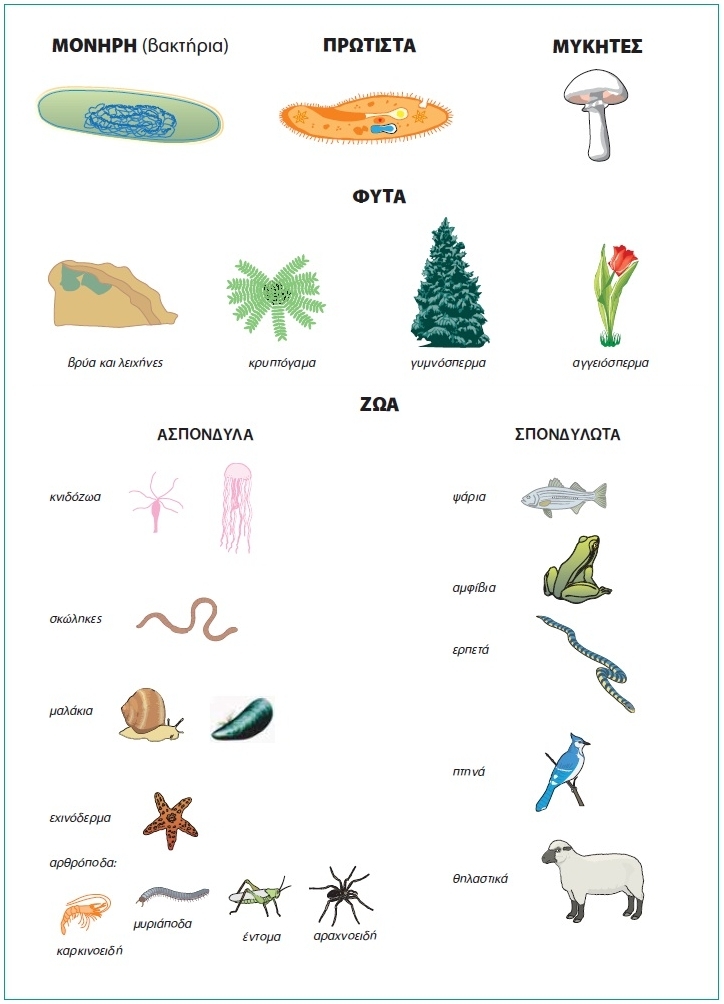 1.3 Η οργάνωση των πολυκύτταρων οργανισμών