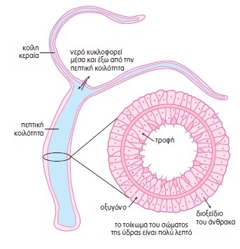 3.3 Η μεταφορά και η αποβολή ουσιών στους ζωικούς οργανισμούς