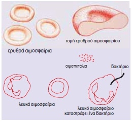 3.4 Η μεταφορά και η αποβολή ουσιών στους ζωικούς οργανισμούς