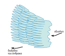 4.3 Η αναπνοή στους ζωικούς οργανισμούς