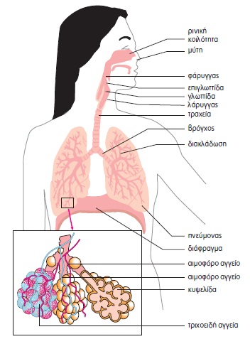 4.4.Η αναπνοή στον άνθρωπο