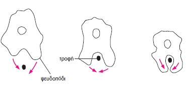 5.1 Η στήριξη και η κίνηση στους μονοκύτταρους οργανισμούς