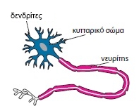 7.3 Η ερεθιστικότητα στους ζωικούς οργανισμούς