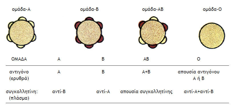 2.2 Πλασματική μεμβράνη