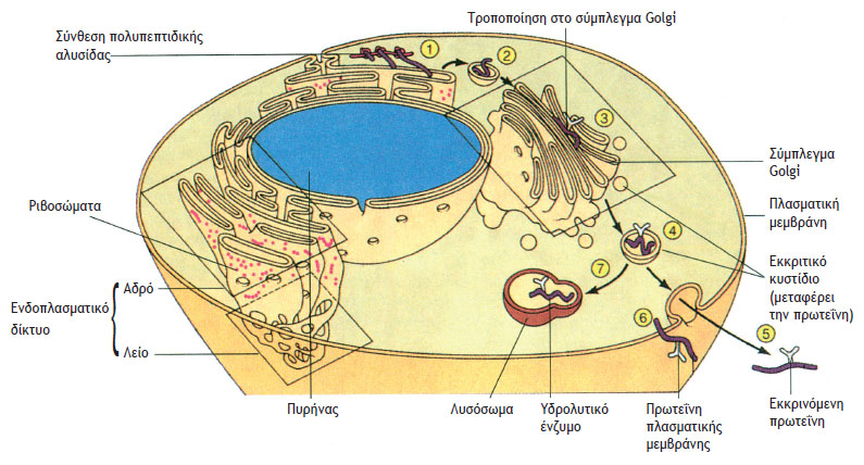 2.3 Μια περιήγηση στο εσωτερικό του κυττάρου