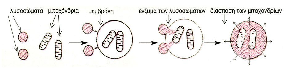 2.3 Μια περιήγηση στο εσωτερικό του κυττάρου