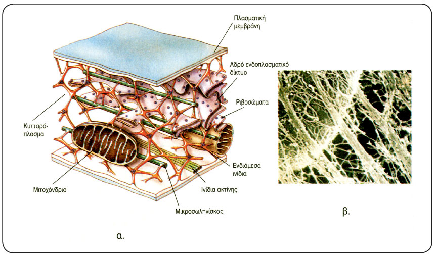 2.3 Μια περιήγηση στο εσωτερικό του κυττάρου