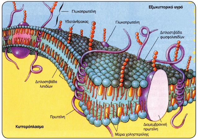 2.2 Πλασματική μεμβράνη