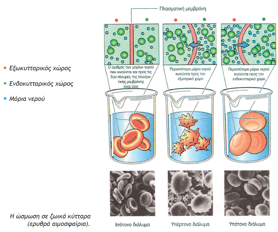 2.2 Πλασματική μεμβράνη