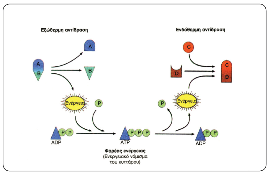 3.1 Ενέργεια και οργανισμοί