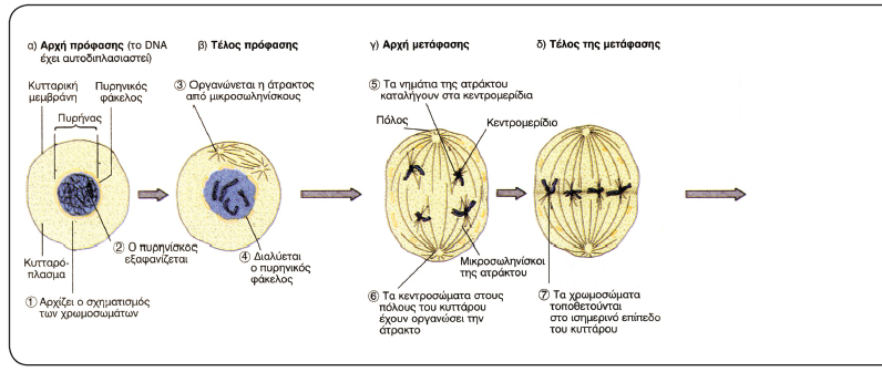 4.3 Κυτταρική διαίρεση