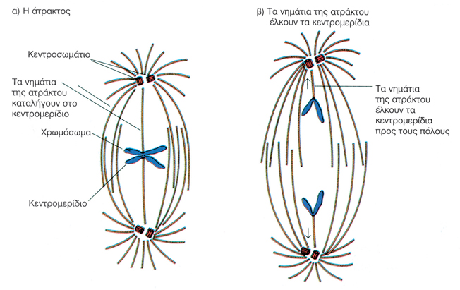 4.3 Κυτταρική διαίρεση