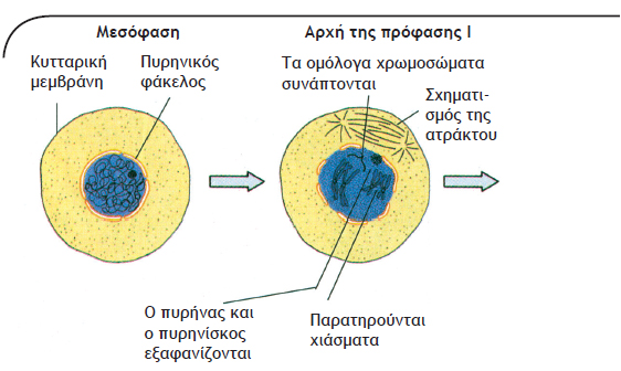 4.3 Κυτταρική διαίρεση