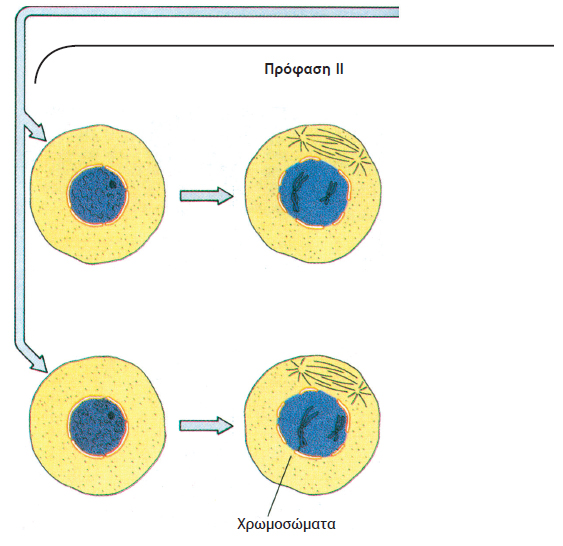 4.3 Κυτταρική διαίρεση
