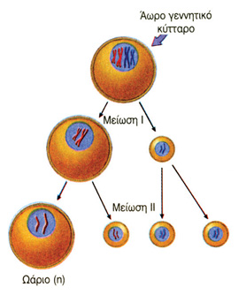 4.3 Κυτταρική διαίρεση