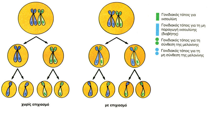 4.3 Κυτταρική διαίρεση