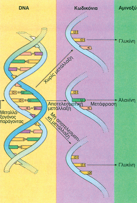 4.4 Γονιδιακές Μεταλλάξεις - Χρωμοσωμικές ανωμαλίες