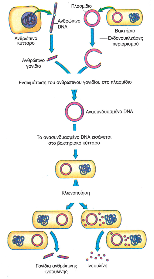 4.5 Γενετική Μηχανική