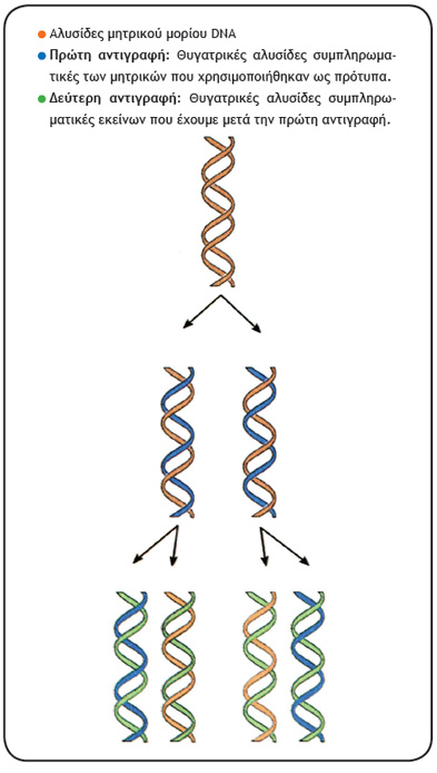 4.2 Μοριακή Γενετική