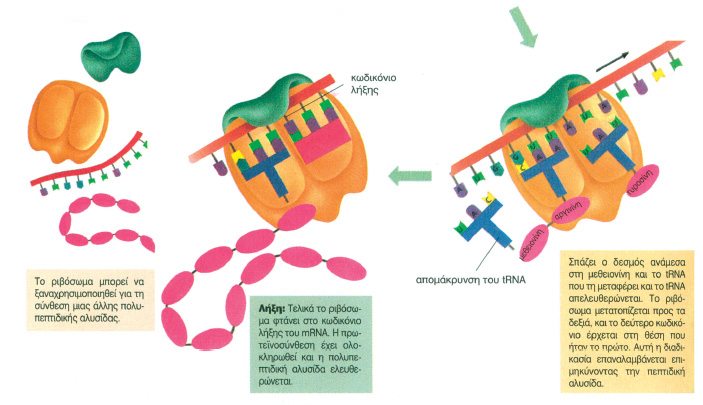 4.2 Μοριακή Γενετική